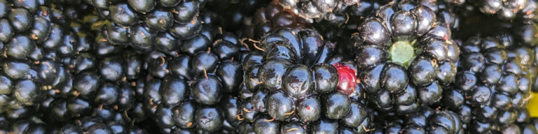 L'indice ORAC : Mesurer le pouvoir antioxydant des aliments