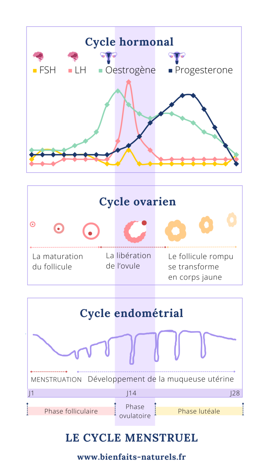 Comprendre le cycle féminin - Bienfaits Naturels