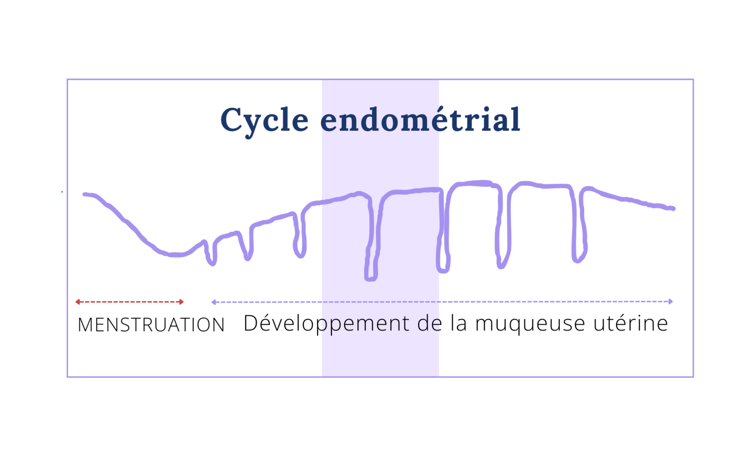 Comprendre le cycle féminin - Bienfaits Naturels