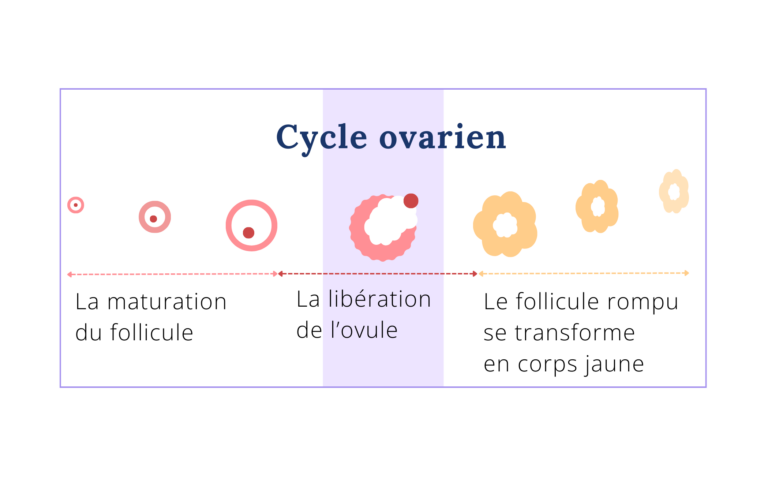 Comprendre le cycle féminin - Bienfaits Naturels