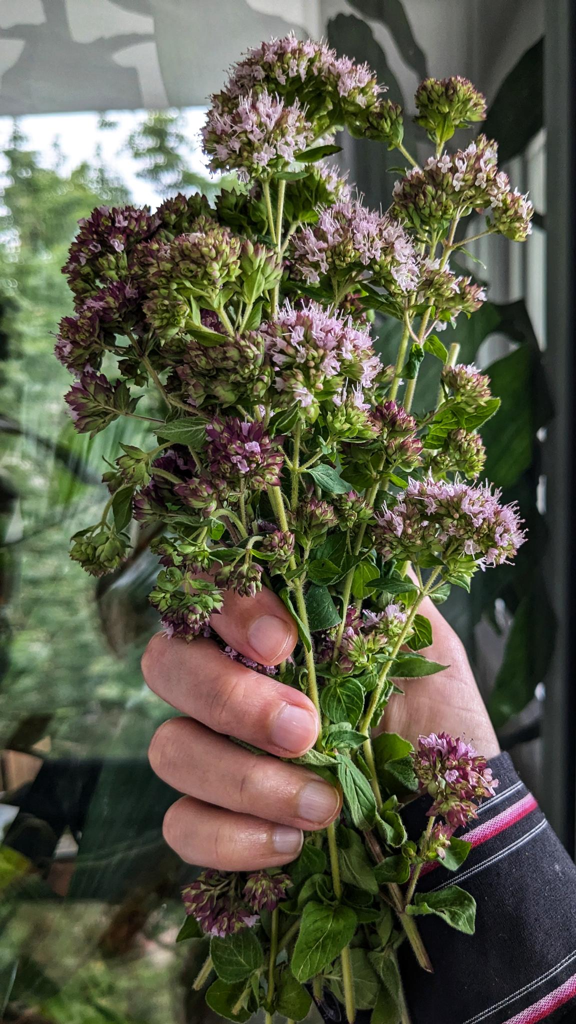 Plantes à cueillir l'été - Bienfaits Naturels