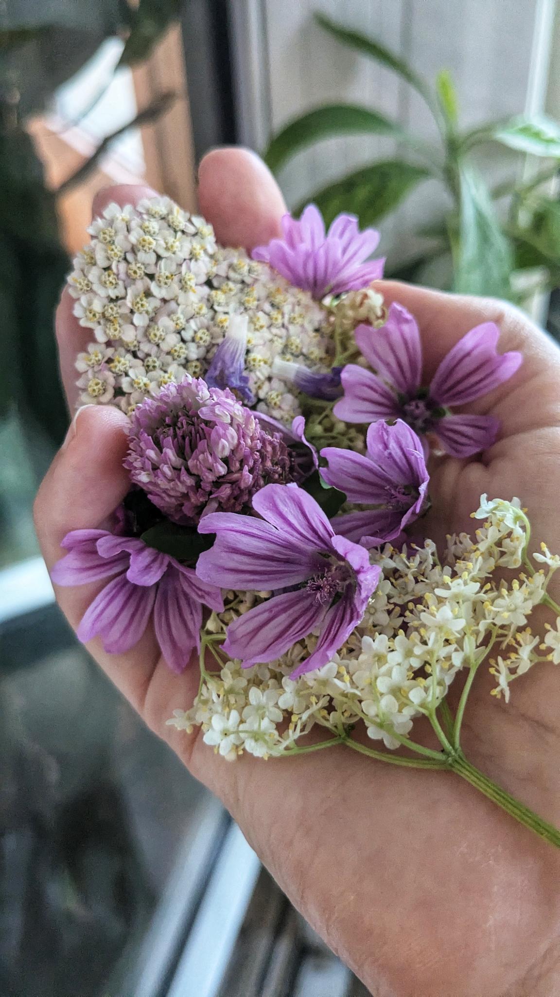 Plantes à cueillir l'été - Bienfaits Naturels